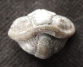 ENROLLED FLEXICALYMENE MEEKI - ORDOVICIAN OHIO USA