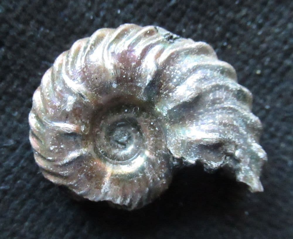 EUHOPLITES MICROCERAS - GAULT CLAY FOLKESTONE