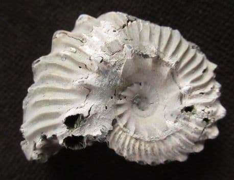 EUHOPLITES TRUNCATUS - GAULT CLAY FOLKESTONE