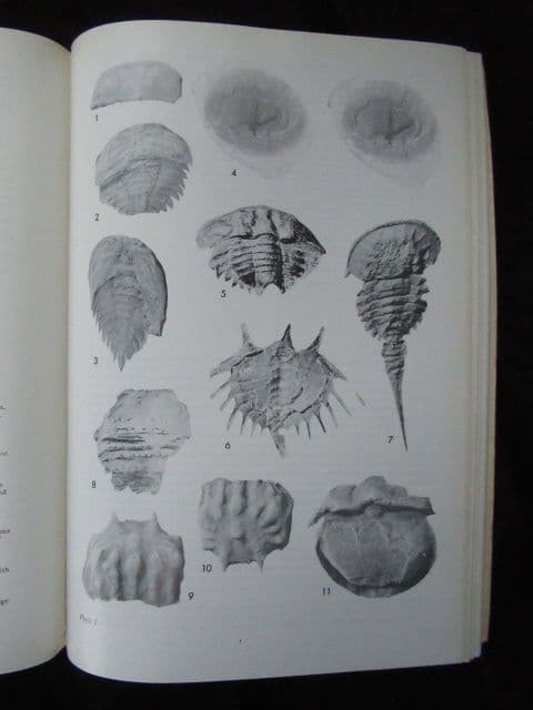 EVOLUTION AND MORPHOLOGY OF THE TRILOBITA TRILOBITOIDEA AND MEROSTOMATA ...