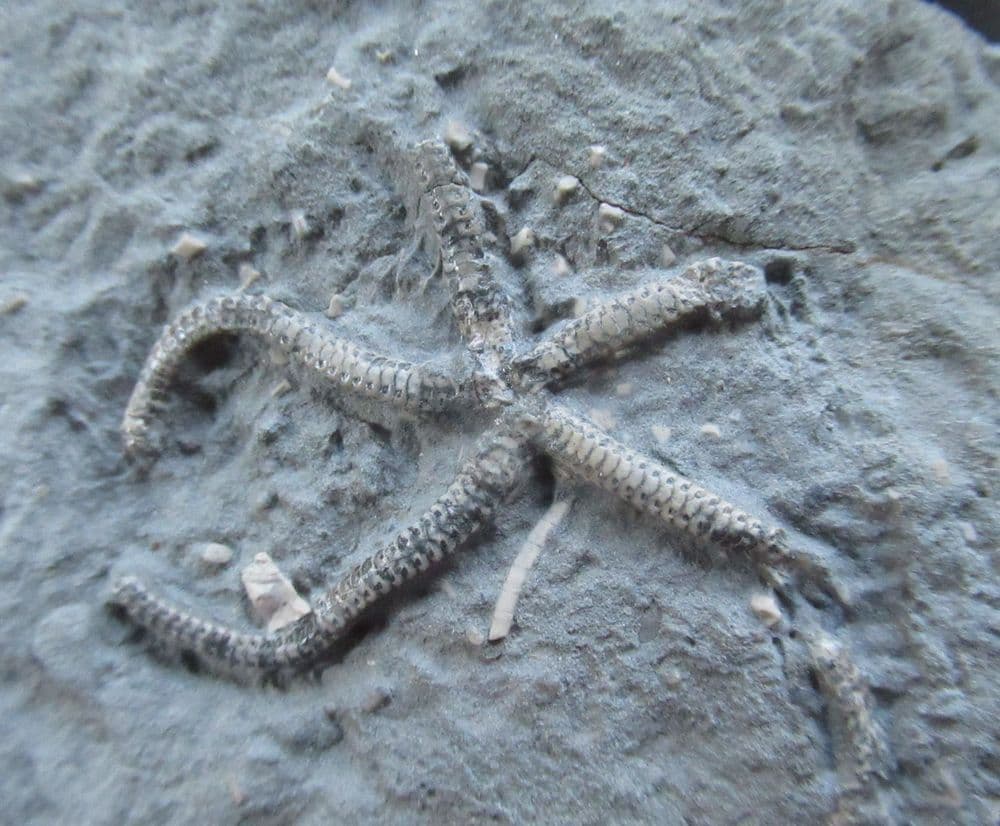EYPE BRITTLESTAR - JURASSIC DORSET