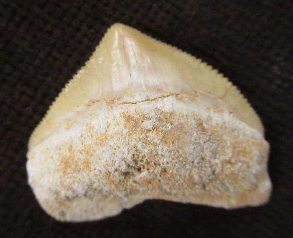 FINE CROW SHARK TOOTH FROM THE LATE CRETACEOUS OF MOROCCO
