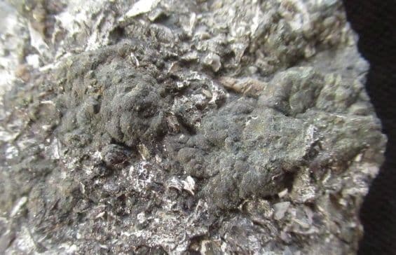 FISH COPROLITES - JURASSIC OXFORDSHIRE