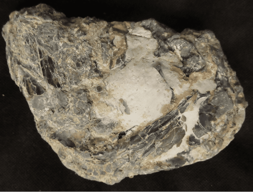 FISH SKULL - SCIANURUS BOWERBANKI - LONDON CLAY SHEPPEY KENT