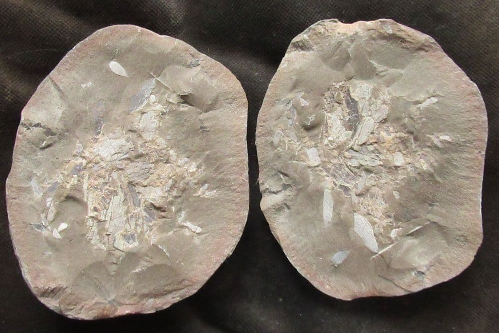 FISH VOMIT OR STOMACH CONTENT - CARBONIFEROUS LANCASHIRE