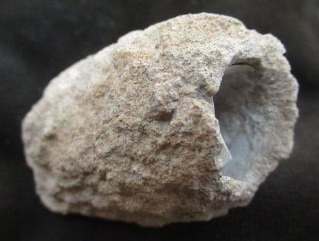 FOSSIL PUPAL CASE OF A WEEVIL - PLEISTOCENE SOUTH AUSTRALIA