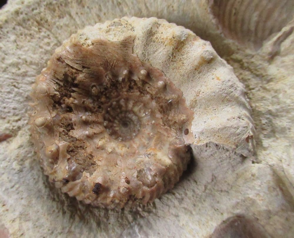 FREESTANDING DISPLAY TELOCERAS - JURASSIC DORSET