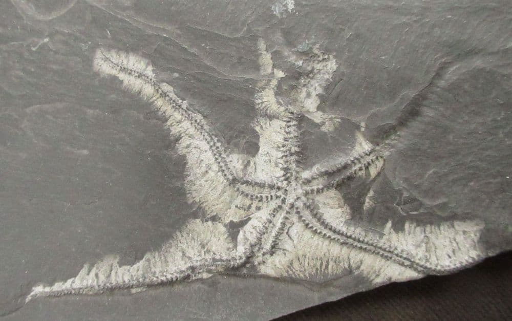 FURCASTER PALAOZOICUS - DEVONIAN GERMANY