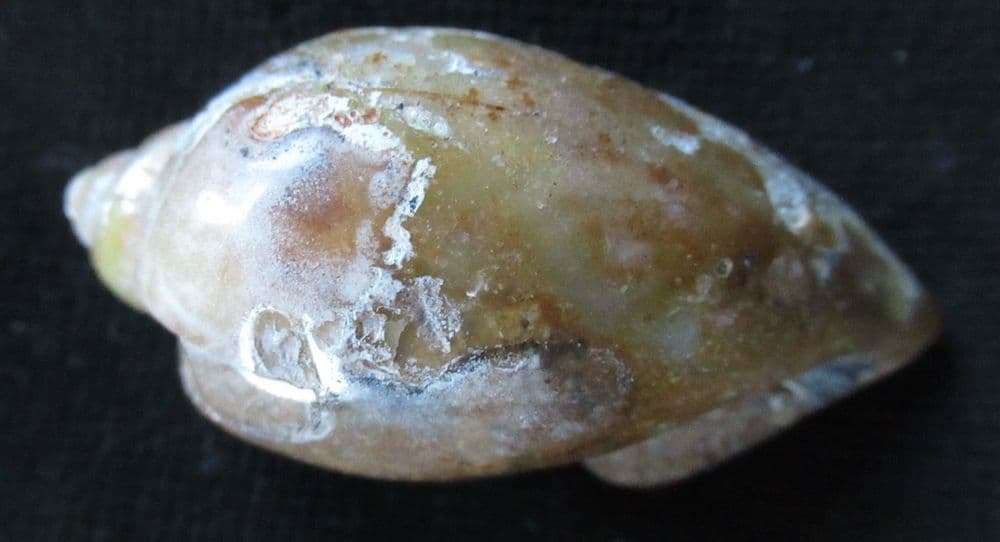 GASTROPOD PRESERVED IN CHALCEDONY - LATE CRETACEOUS INDIA