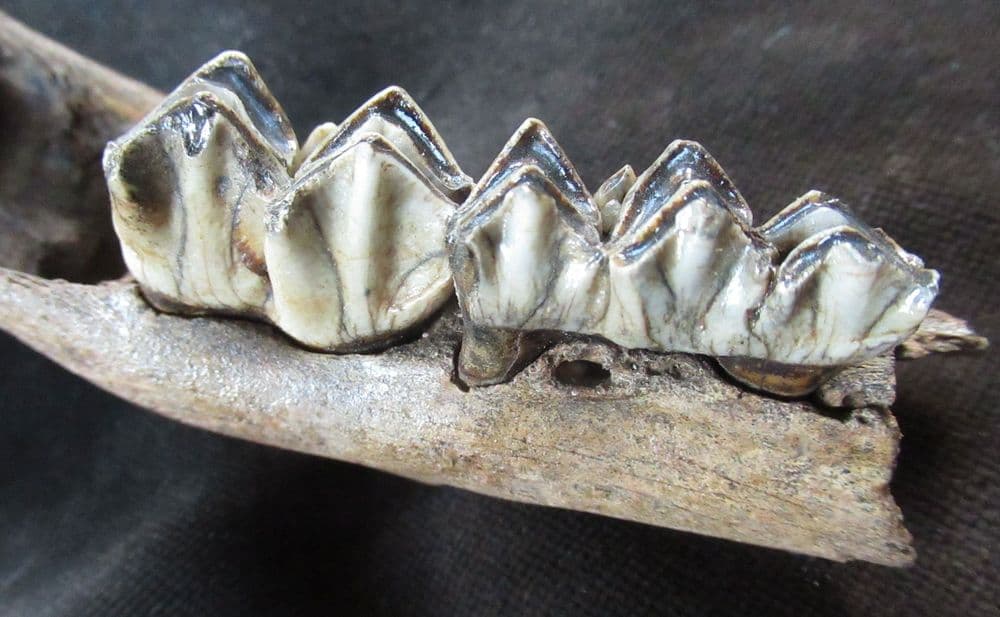 GIANT IRISH ELK PARTIAL JAW WITH 2 TEETH - PLEISTOCENE POLAND