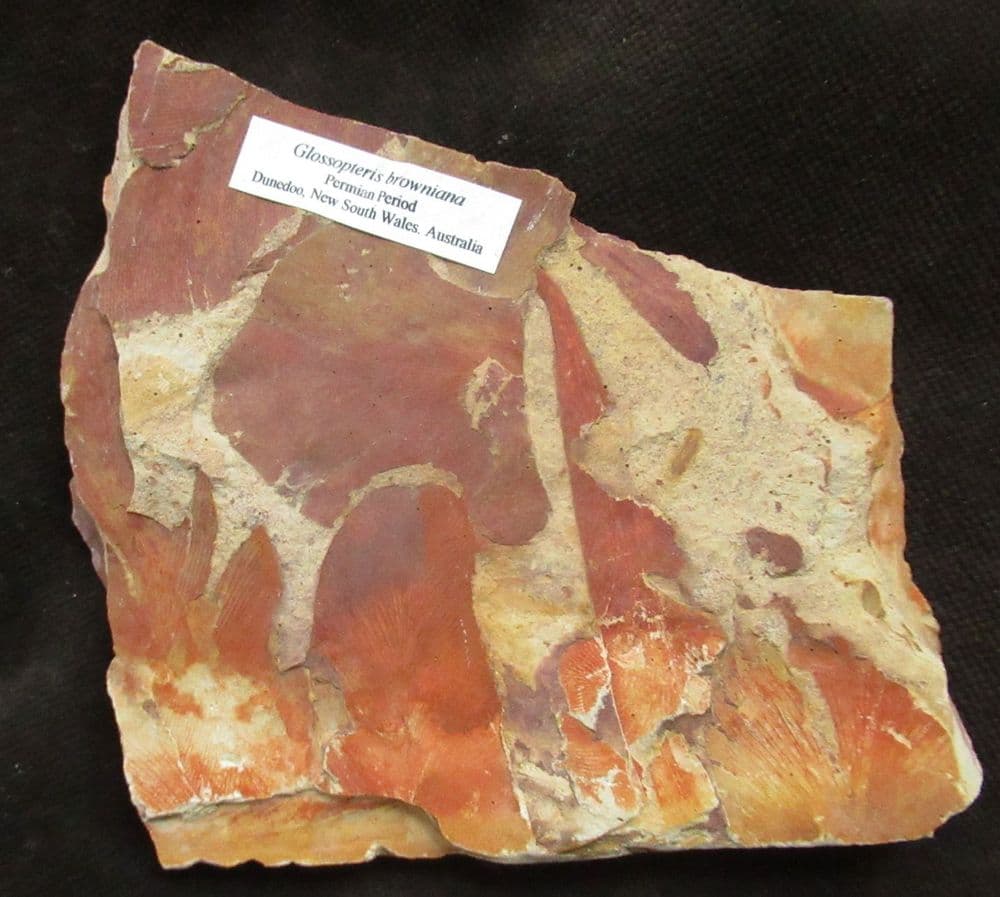 GLOSSOPTERIS LEAF LITTER - PERMIAN AUSTRALIA