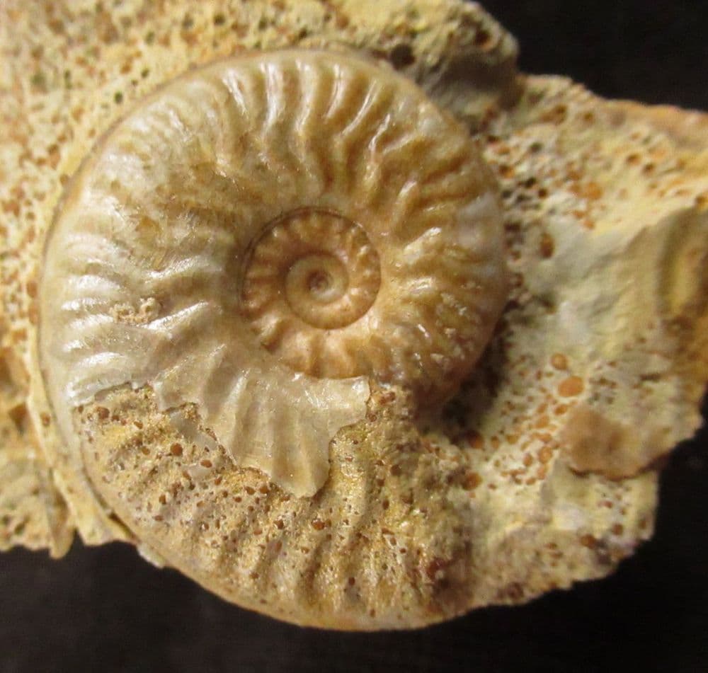 GRAPHOCERAS CONCAVUM - JURASSIC DORSET