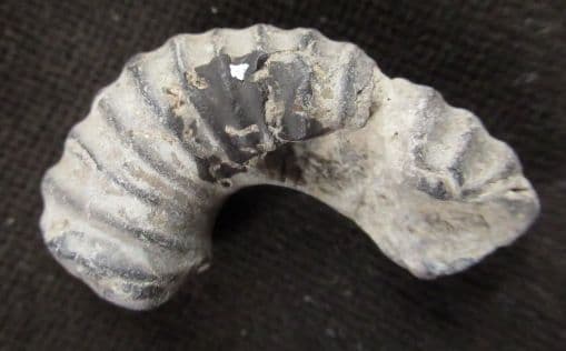 HAMITES HAMITES ATTENUATUS - GAULT CLAY FOLKESTONE