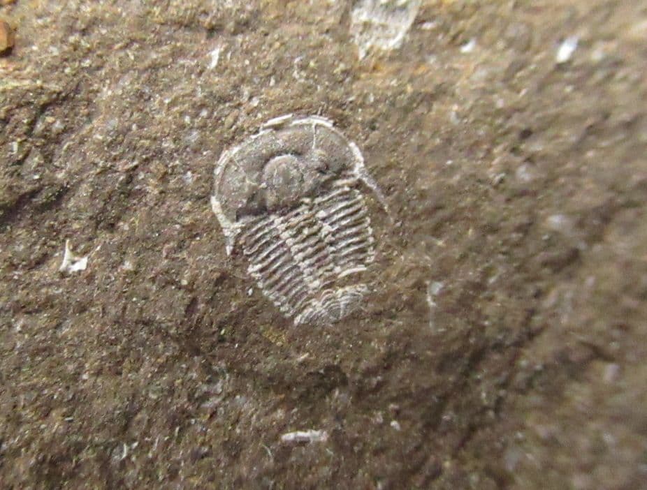 HARPIDELLA MISERA - SILURIAN CZECH REPUBLIC