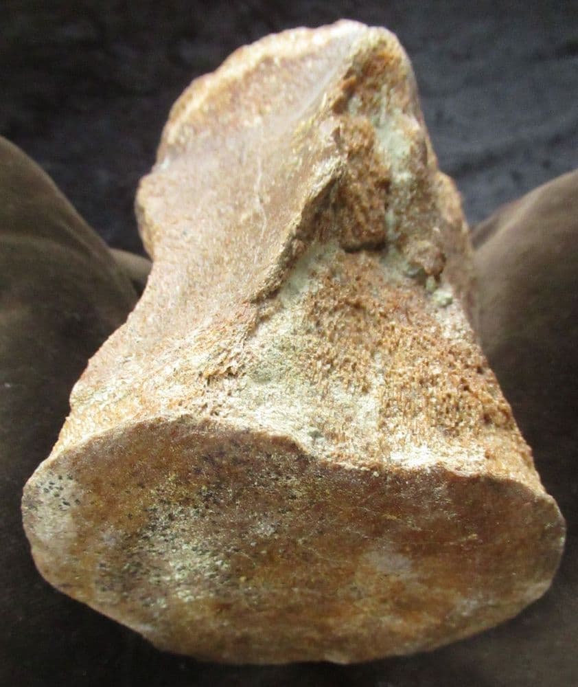 HEAVILY MINERALISED WHALE VERTEBRA FROM THE MIOCENE OF BAKERSFIELD ...