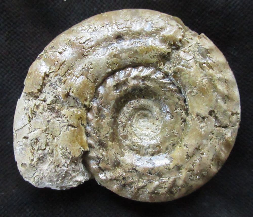 HILDOCERAS BIFRONS SHOWING SMALL DEPRESSED AREA OF SHELL - JURASSIC ...