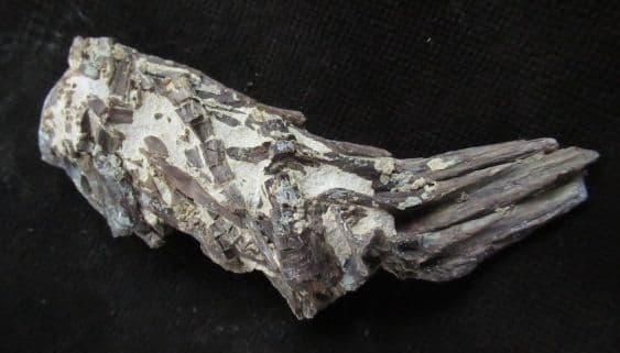 ICHTHYODECTES SP ARTICULATED VERTEBRA - CRETACEOUS KANSAS