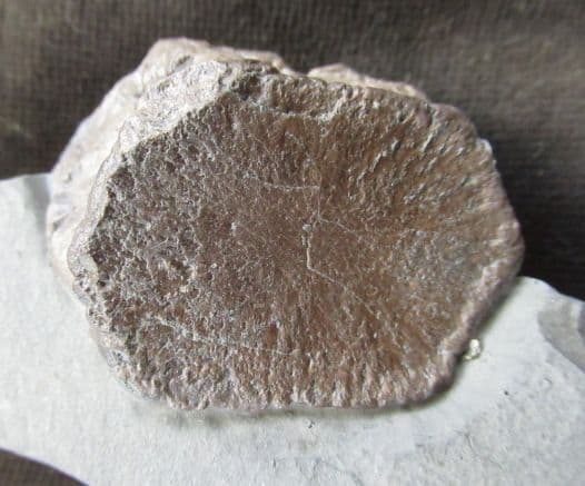 ICHTHYOSAUR PADDLE BONE FROM THE JURASSIC OF GERMANY