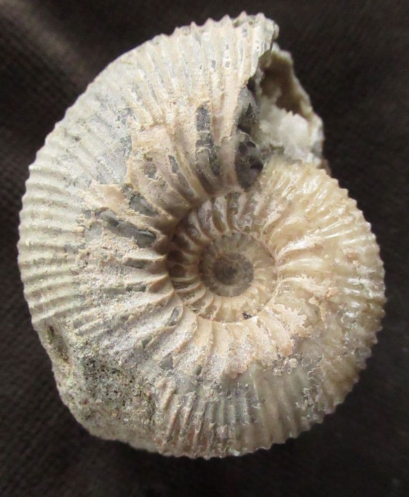 KEPPLERITES GOWERIANUS - JURASSIC WILTSHIRE