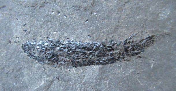 LOBE FINNED FISH FROM THE DEVONIAN OF CAITHNESS