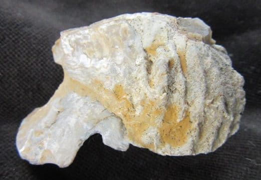 LOPHA ACTINOSTREON - JURASSIC BUCKINGHAMSHIRE