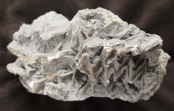 LOPHA ACTINOSTREON MARSHII - JURASSIC DORSET