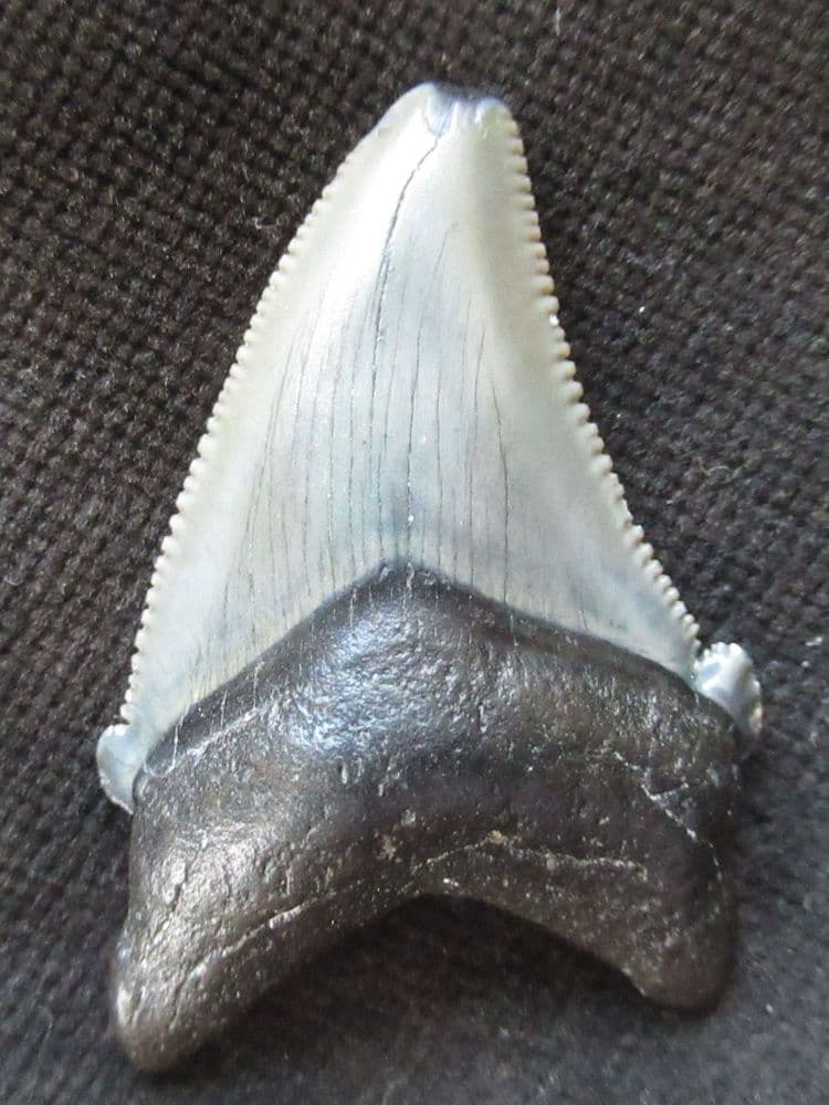 LOVELY OTODUS ANGUSTIDENS TOOTH - MIOCENE SOUTH CAROLINA