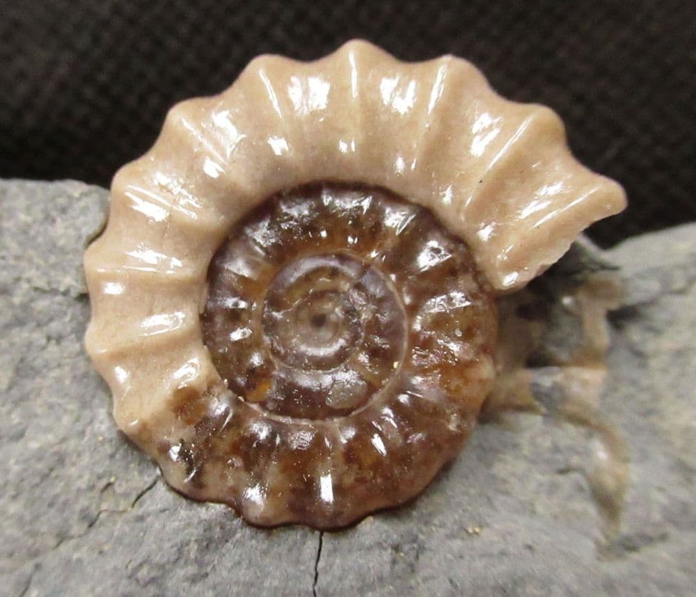 LOVELY PROMICROCERAS WITH NEGATIVE - JURASSIC LYME REGIS
