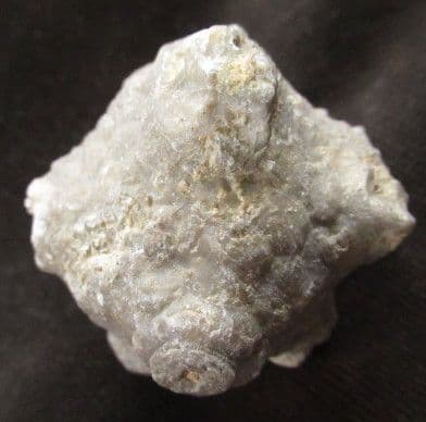 MAGNIFICENT AMPHORACRINUS CALYX - CARBONIFEROUS CLITHEROE LANCASHIRE