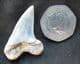 MAKO SHARK TOOTH - MIOCENE CHILE