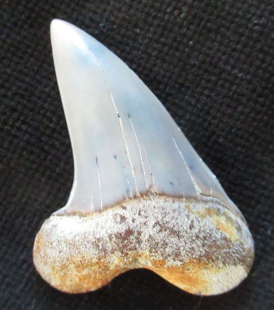 MAKO SHARK TOOTH - MIOCENE CHILE