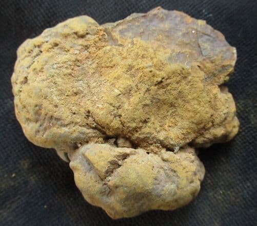 MAMMALIAN COPROLITE - MIOCENE UTAH U S A