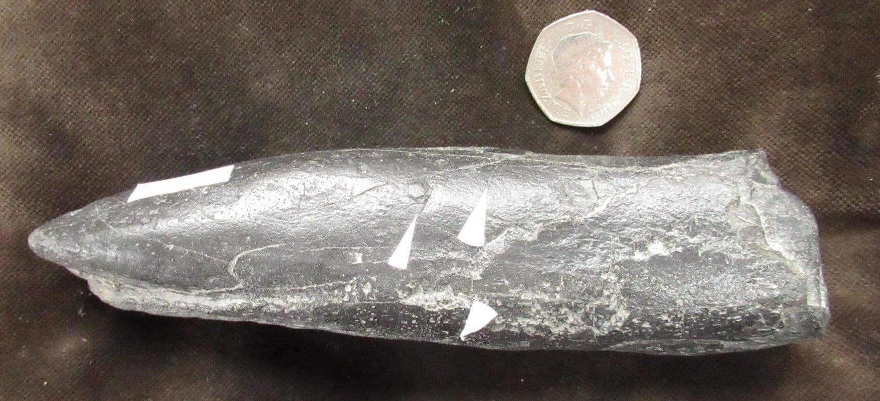 MANATEE RIB COVERED IN TEETH MARKS - PLIO/PLEISTOCENE FLORIDA