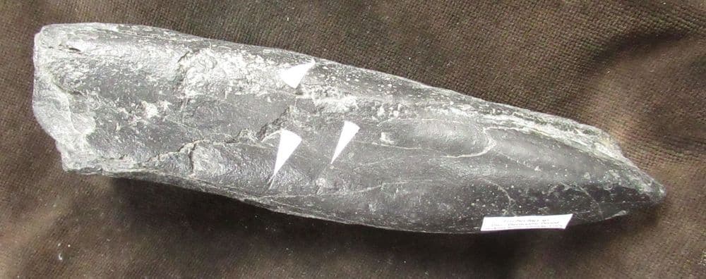 MANATEE RIB COVERED IN TEETH MARKS - PLIO/PLEISTOCENE FLORIDA