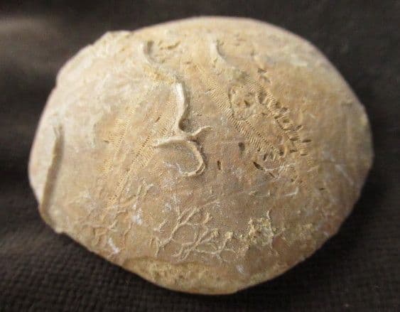 MEPYGURUS WITH EPIFAUNA AND PREDATION MARKS - JURASSIC FRANCE