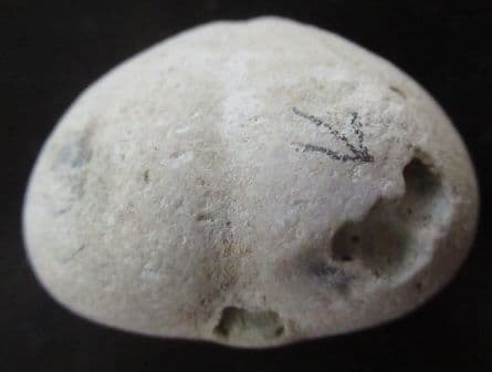 MICRASTER SHOWING EVIDENCE OF PREDATION - CRETACEOUS KENT