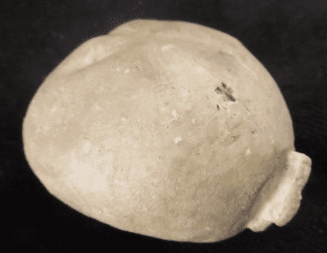 MICRASTER WITH EPIFAUNA AND INOCRAMUS SHELL - CRETACEOUS KENT