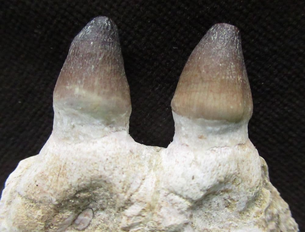 MOLLUSC CRUSHING MOSASAUR JAW SECTION WITH TEETH - UPPERMOST CRETACEOUS ...