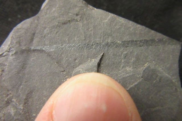 MONOGRAPTUS - SILURIAN CZECH REPUBLIC