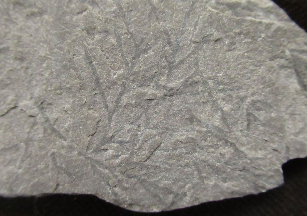OLDHAMIA RADIATA - CAMBRIAN FRANCE