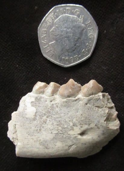 OREODONT JAW WITH 3 TEETH - OLIGOCENE NEBRASKA