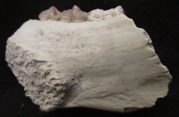 OREODONT JAW WITH 3 TEETH - OLIGOCENE NEBRASKA