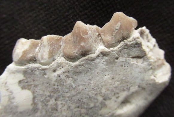 OREODONT JAW WITH 3 TEETH - OLIGOCENE NEBRASKA