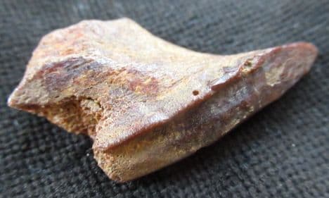 PART OF THE JAW OF A HUGE RATFISH - JURASSIC OXFORDSHIRE