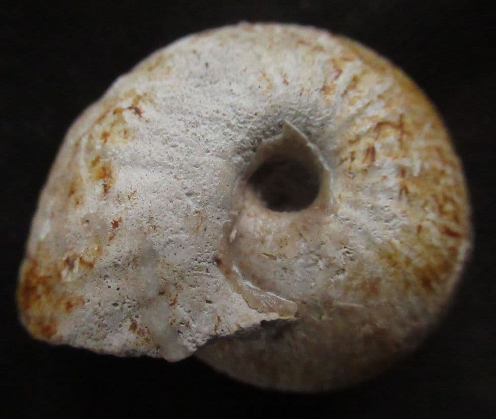 PATHOLOGICAL SPHAEROCERAS - JURASSIC DORSET