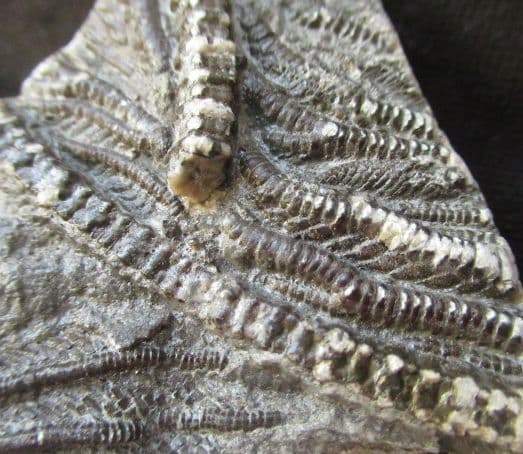 PENTACRINITES FOSSILIS - JURASSIC DORSET