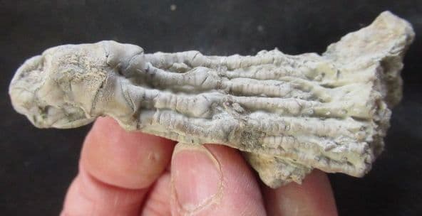 PHANOCRINUS FORMOSUS - CARBONIFEROUS ILLINOIS U S A