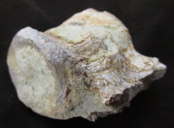PHYTOSAUR VERTEBRA - TRIASSIC ARIZONA USA