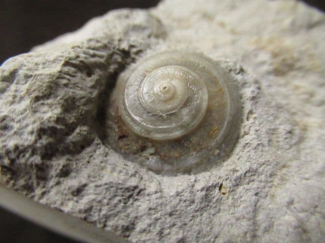 PLANISPIRAL GASTROPOD - JURASSIC DORSET