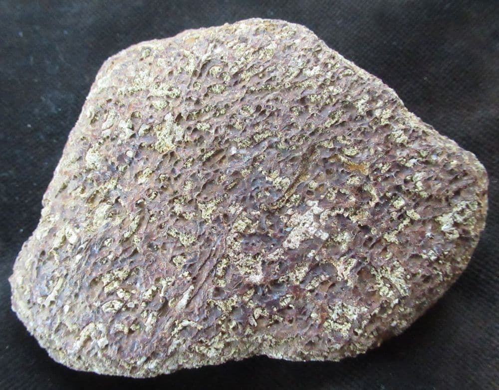 PLIOSAUR PADDLE BONE - JURASSIC OXFORDSHIRE